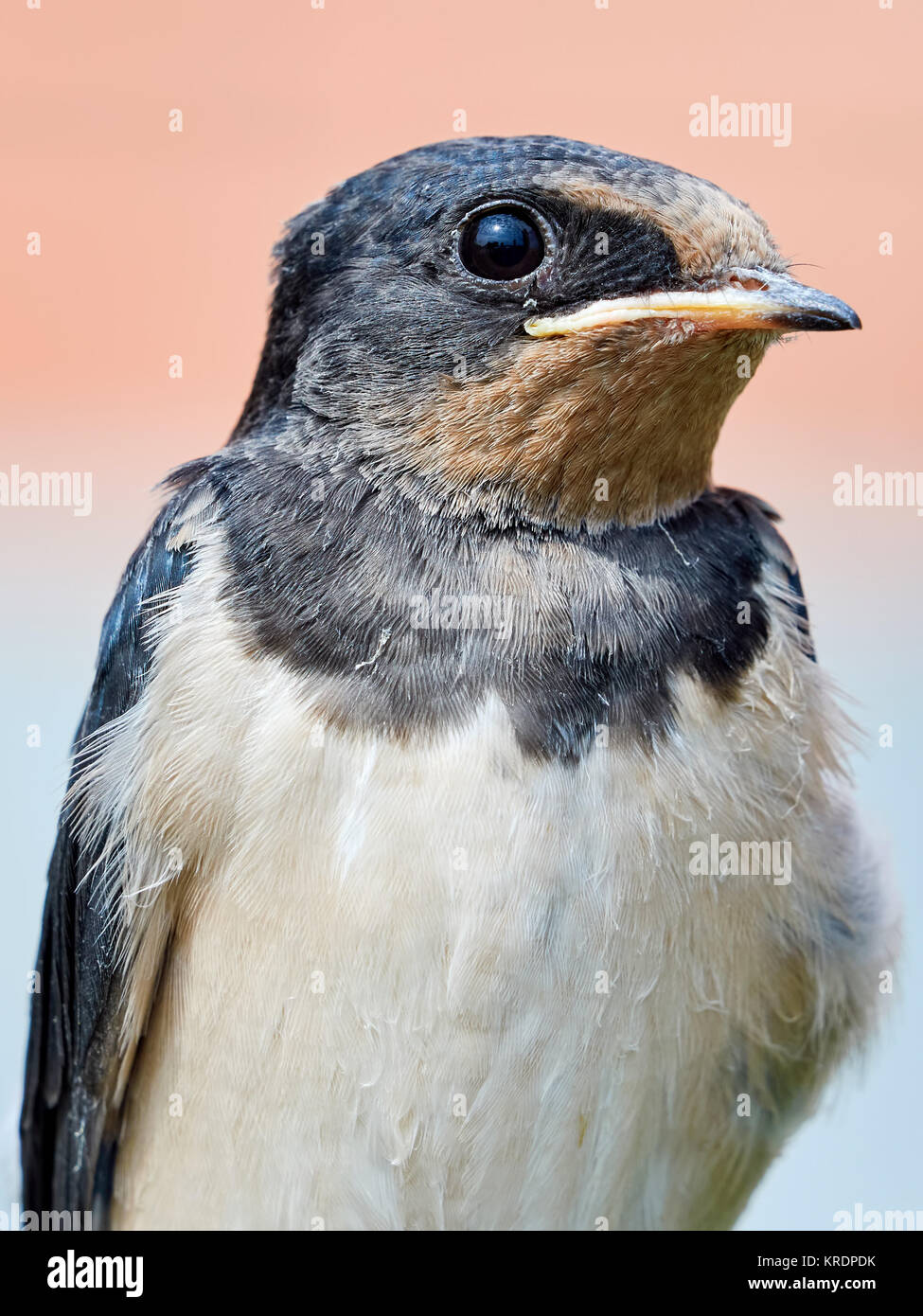 Portrait Sand Martin Stock Photo - Alamy