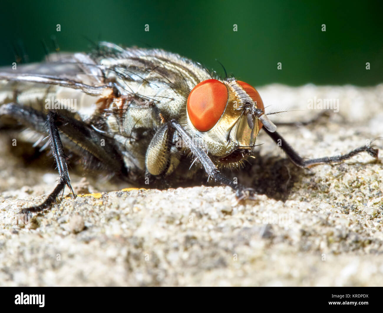 Grey gray wings hi-res stock photography and images - Alamy