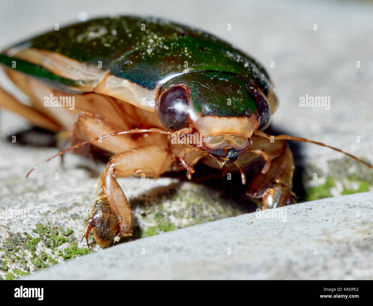 Big green beetle Stock Photo - Alamy