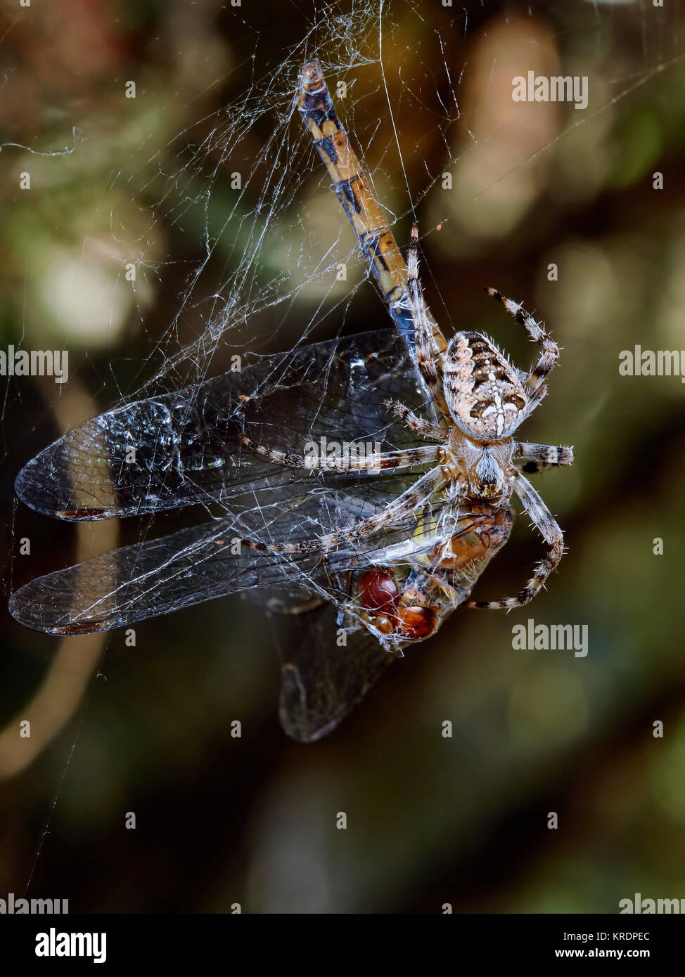 Spider with the victim of a dragonfly Stock Photo - Alamy