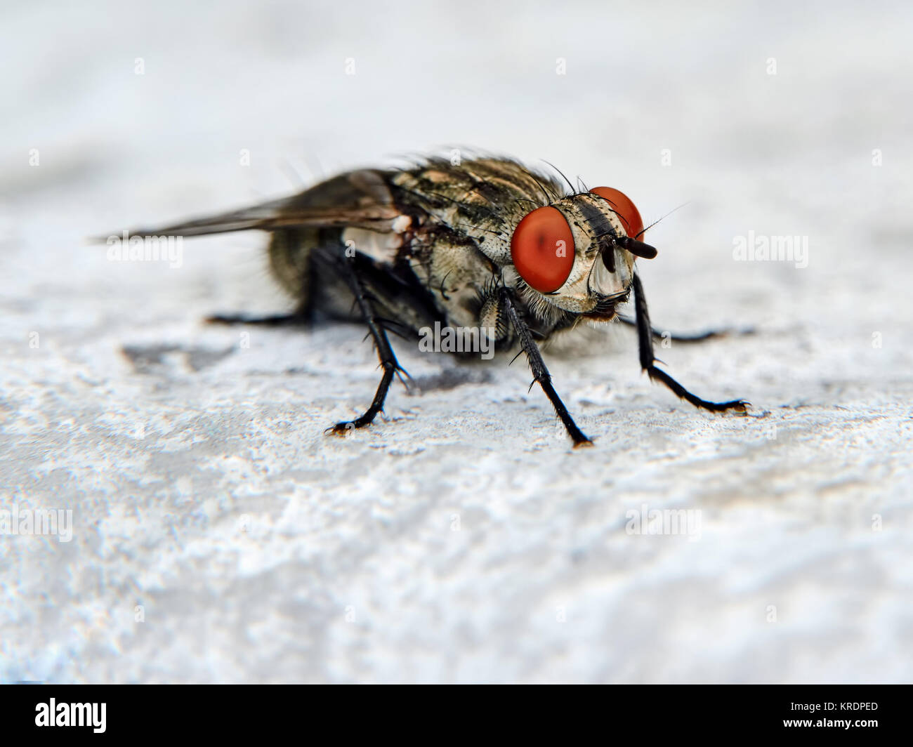 Grey gray wings hi-res stock photography and images - Alamy