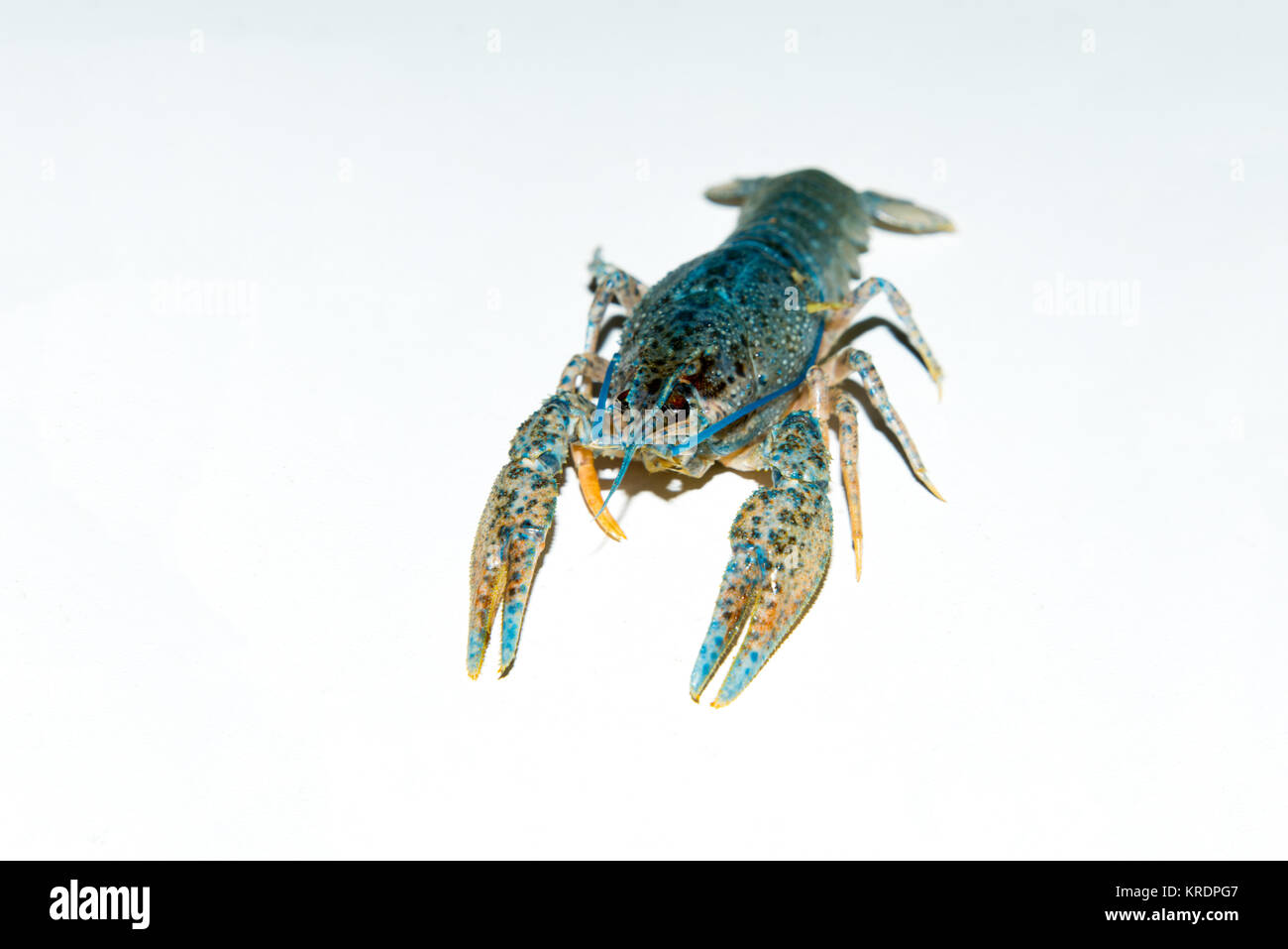 Alive crayfish isolated on white background Stock Photo - Alamy