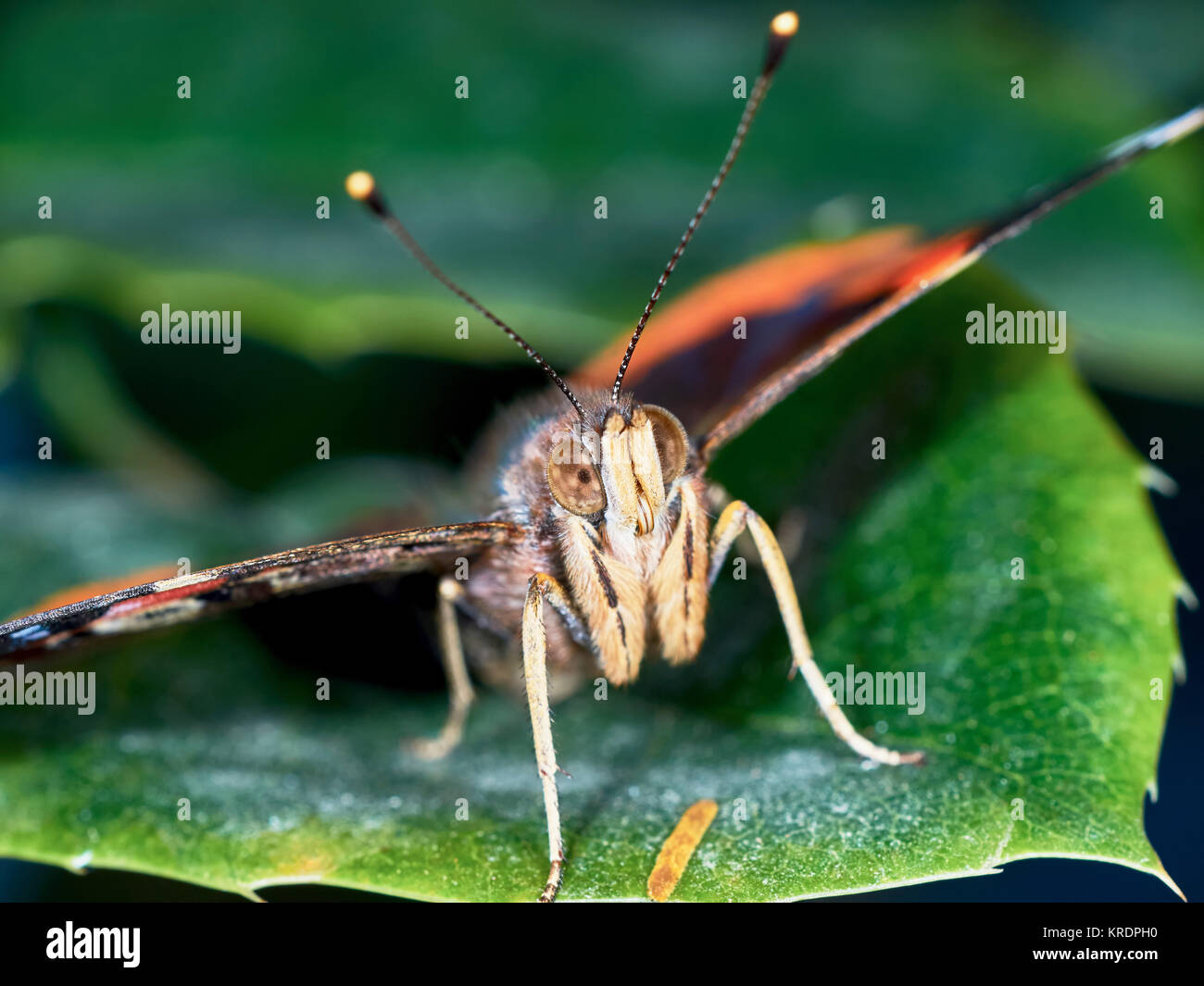 Portrait of a butterfly Stock Photo - Alamy