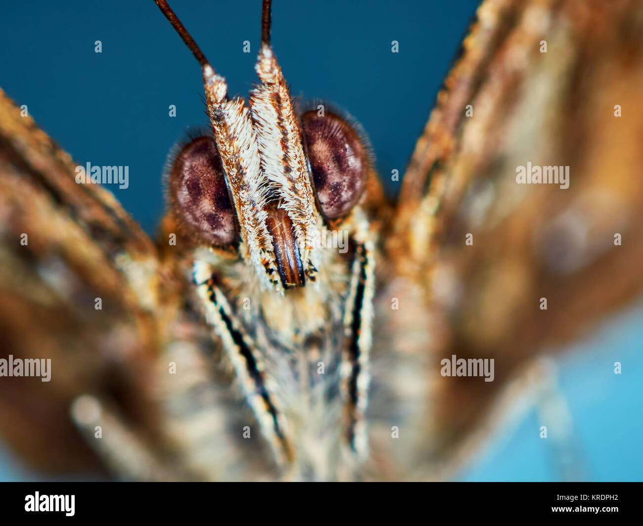 Portrait of a butterfly Stock Photo - Alamy
