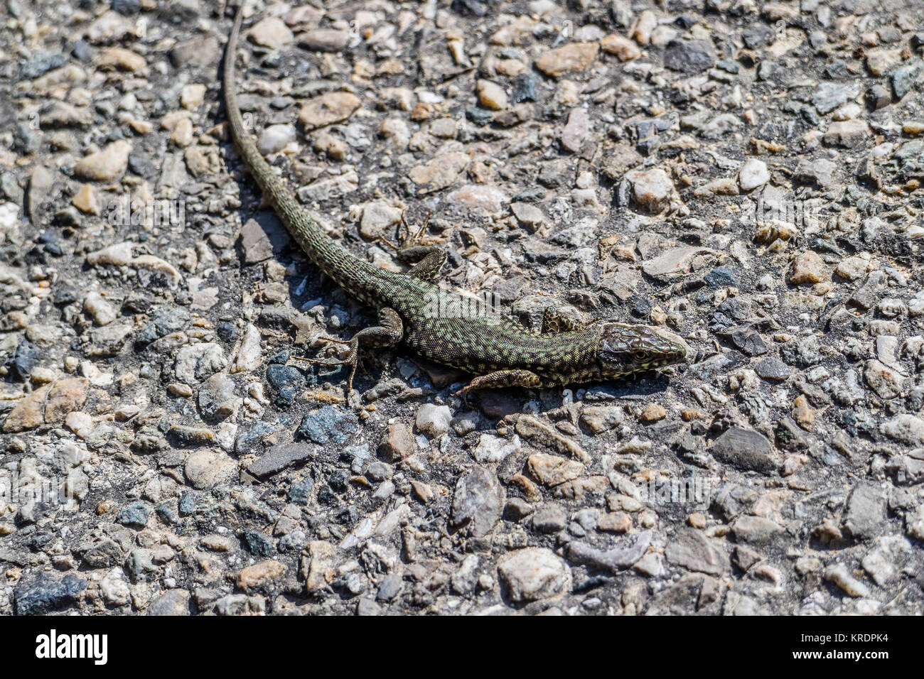 Green lizard france reptile hi-res stock photography and images - Alamy