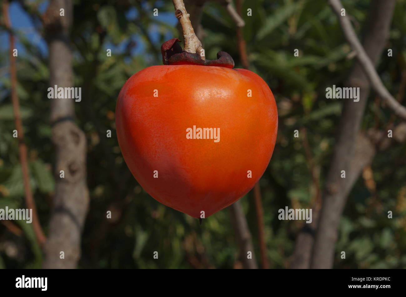 Ripe persimmon fruit Stock Photo - Alamy