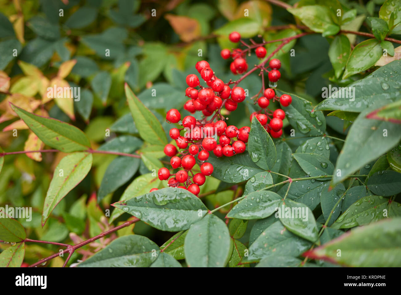 Nandina domestica hi-res stock photography and images - Alamy