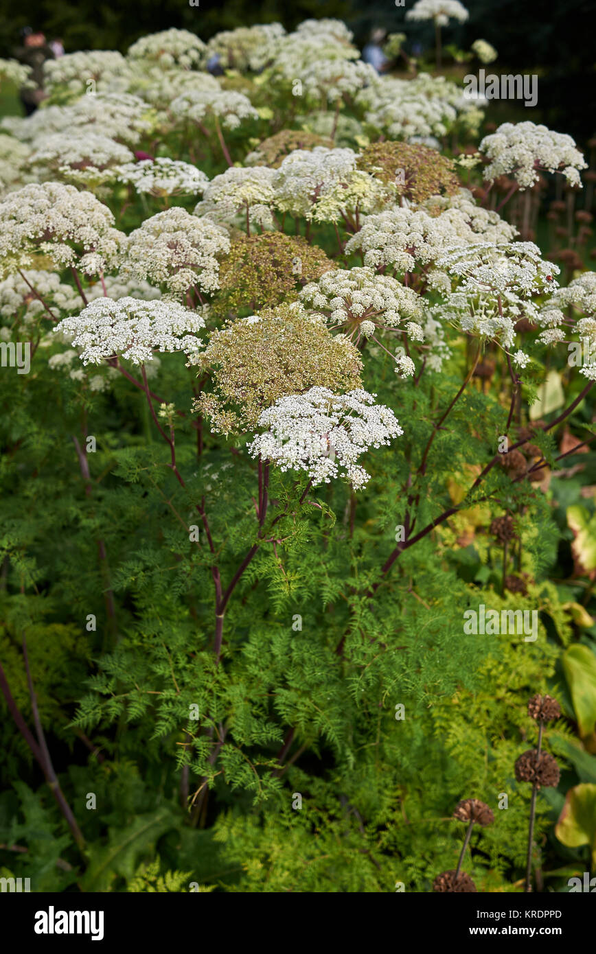 Selinum wallichianum. hi-res stock photography and images - Alamy