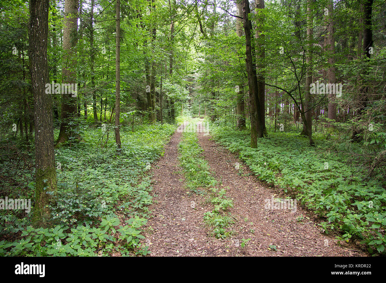 Forest walk path in hi-res stock photography and images - Alamy