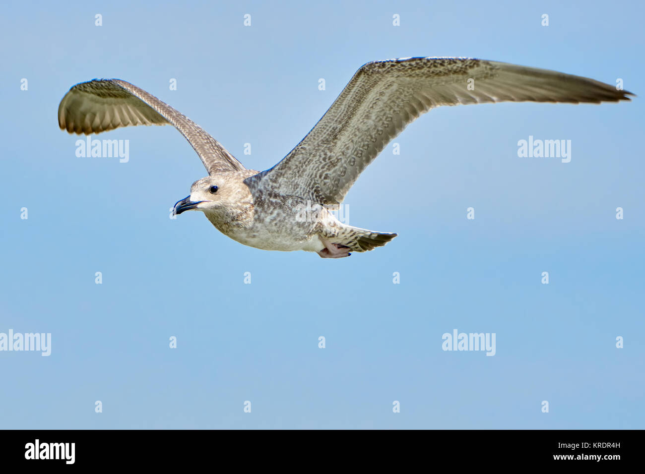 Common gull in flight Stock Photo - Alamy