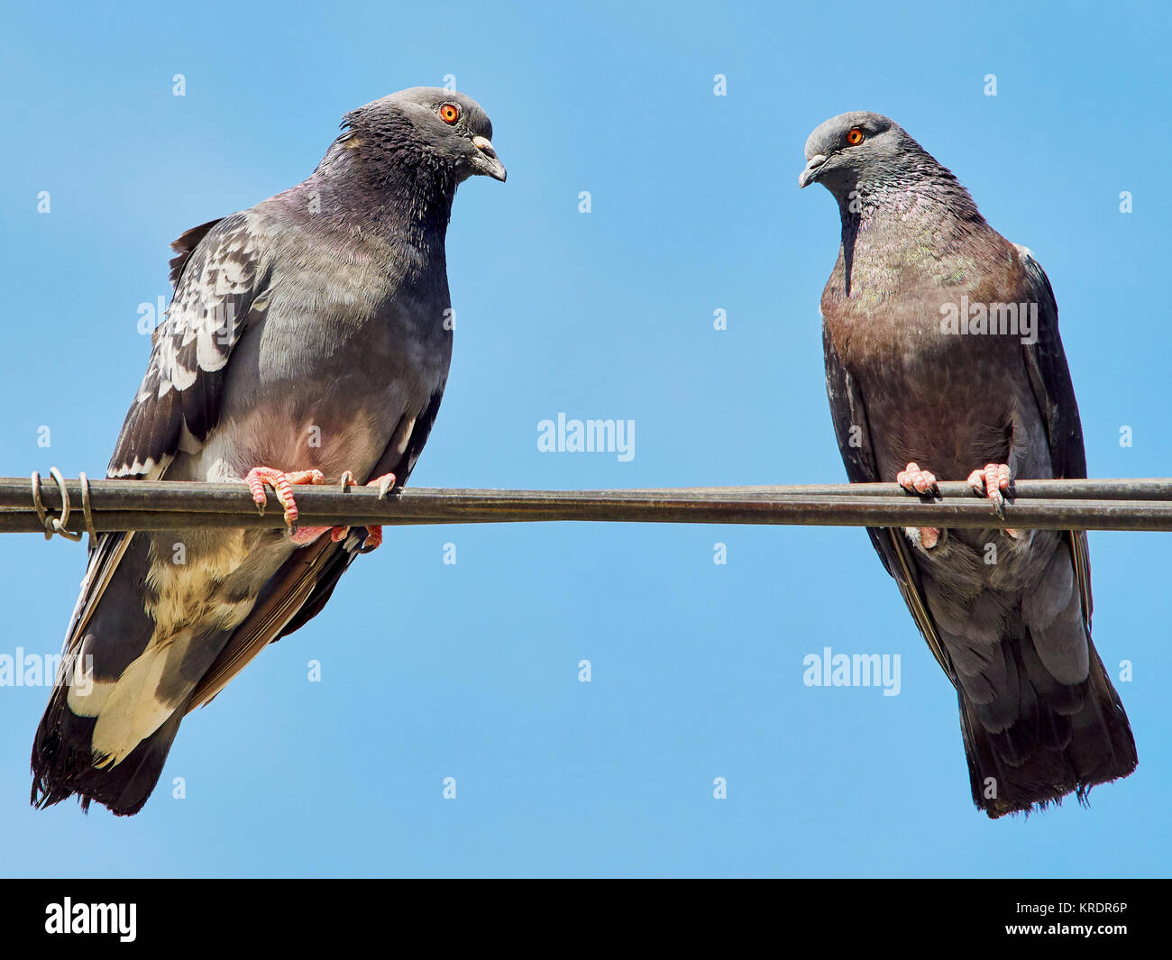 Two doves on wires Stock Photo - Alamy