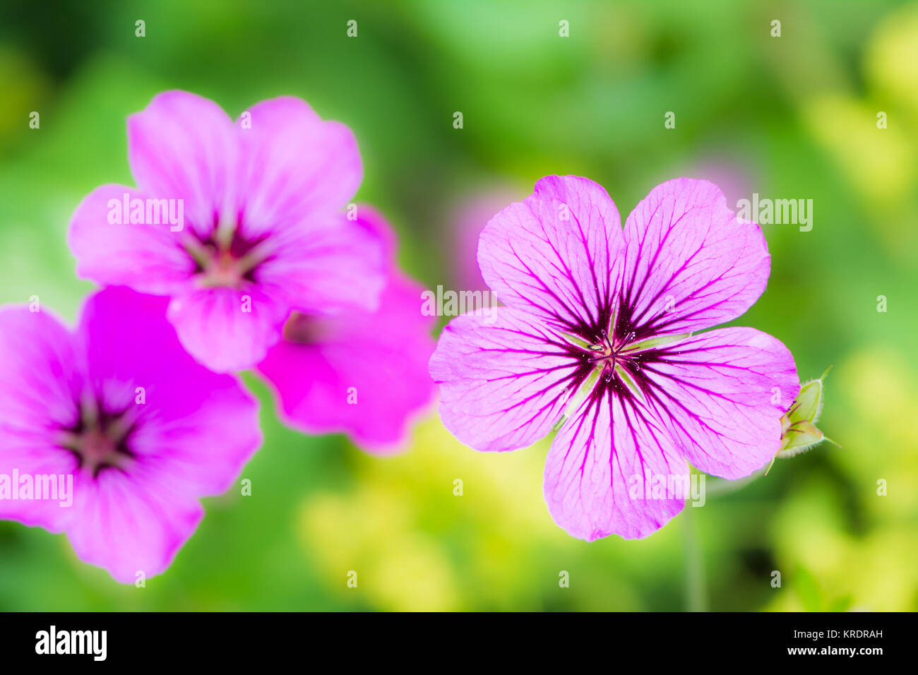 Geranium flower blossoms Stock Photo - Alamy