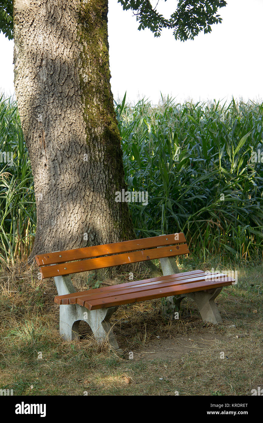 brown park bench under a tree Stock Photo - Alamy