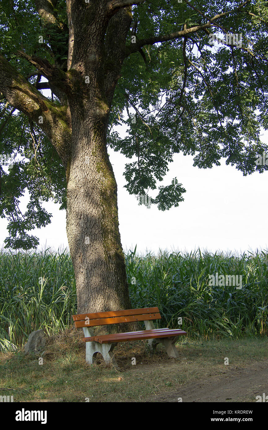 brown park bench under a tree Stock Photo - Alamy