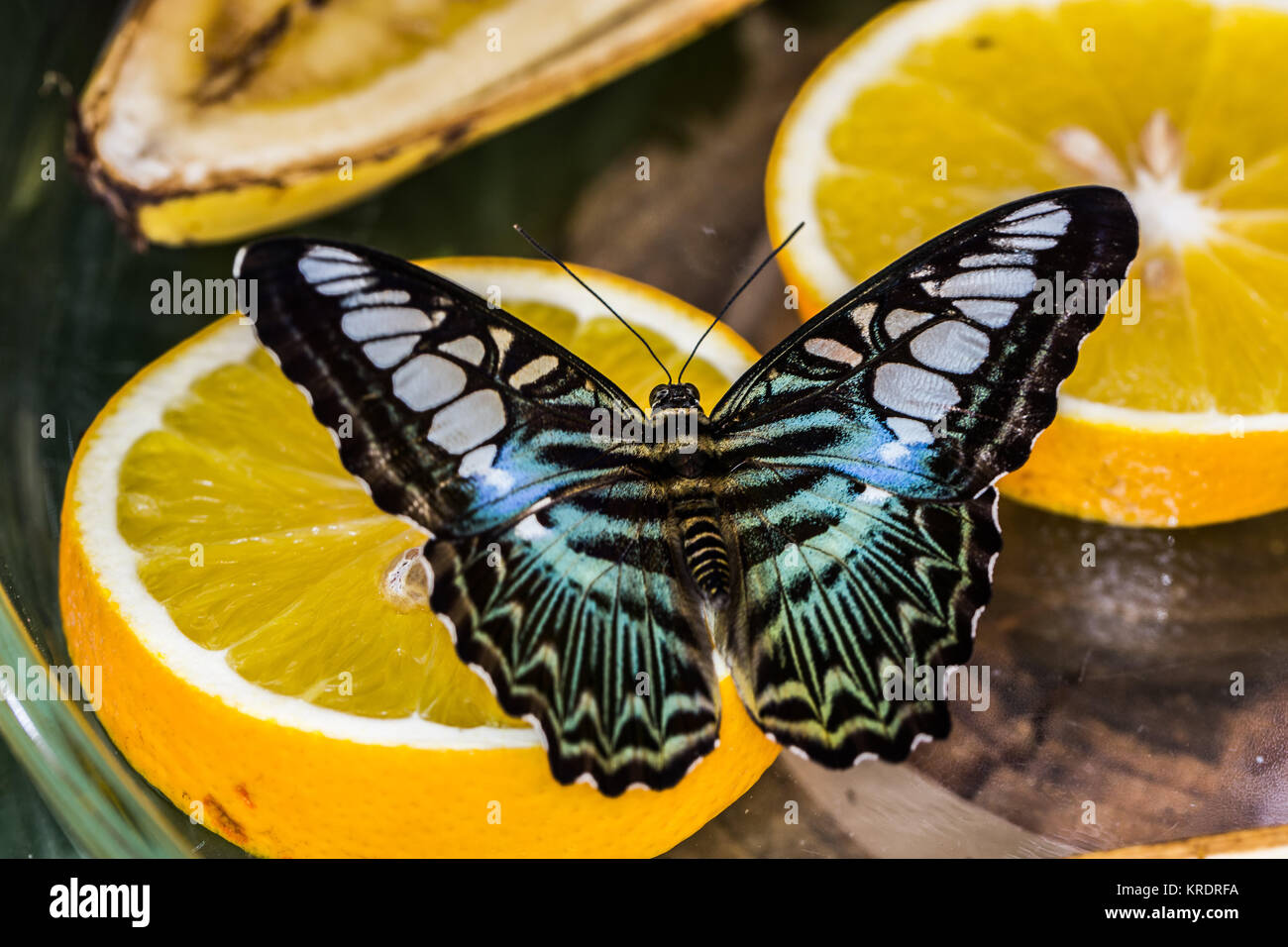 blue segelfalter to orange Stock Photo - Alamy