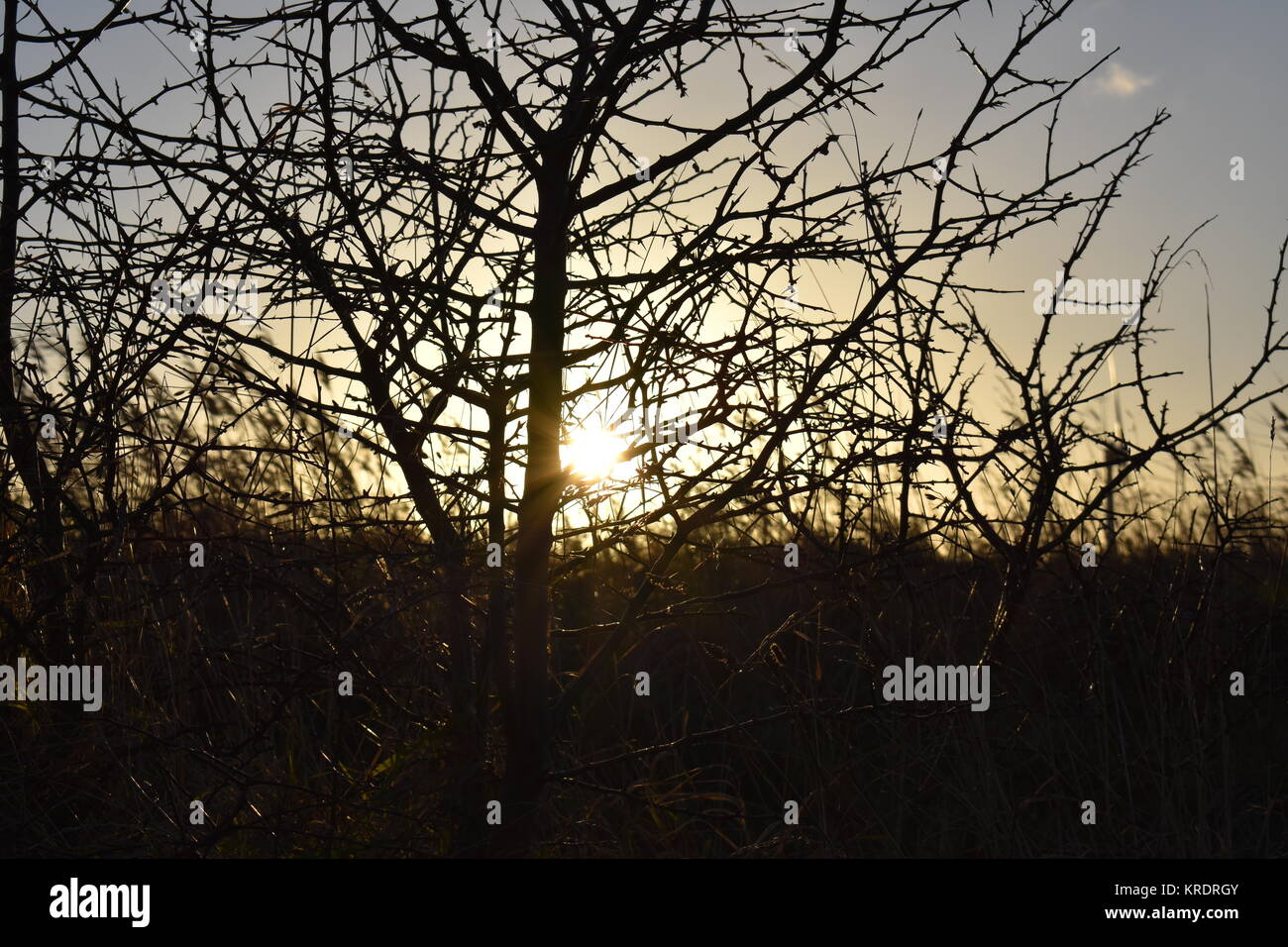 Sunset through branches Stock Photo - Alamy