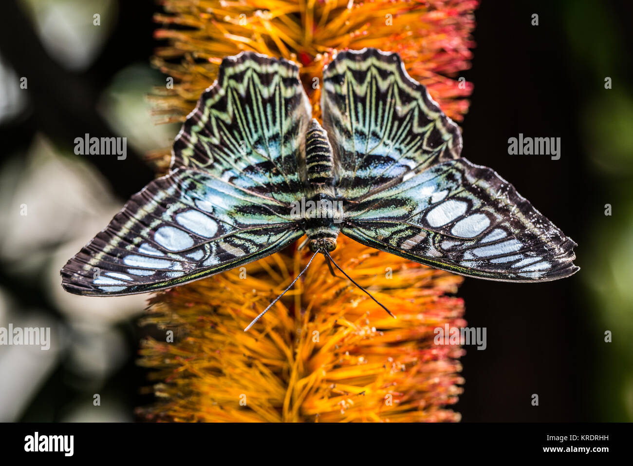 blauer Segelfalter an Orange Stock Photo - Alamy