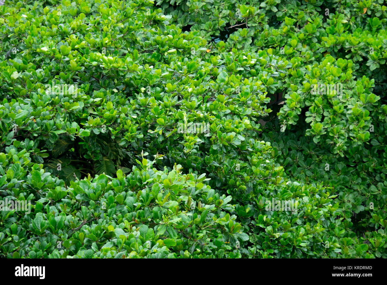 Top of Trees in Rio de Janeiro, Brasil Stock Photo - Alamy
