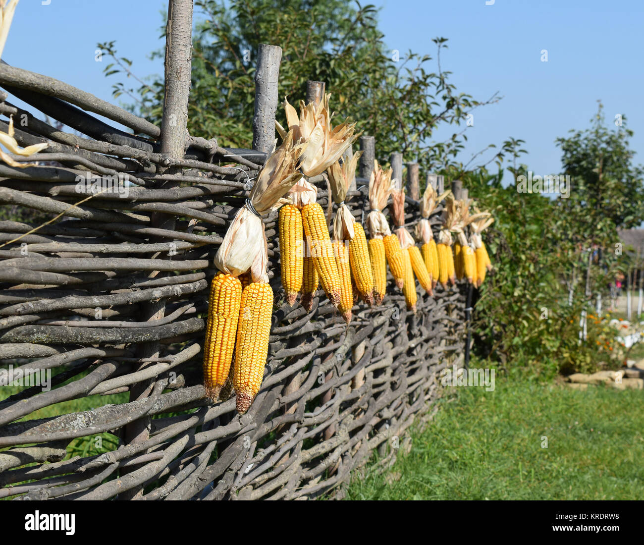 Hanging ears yellow corn hi-res stock photography and images - Alamy