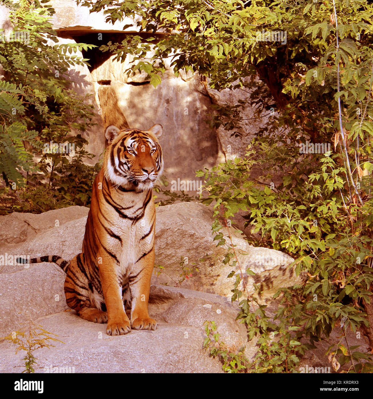 Feline world hi-res stock photography and images - Alamy