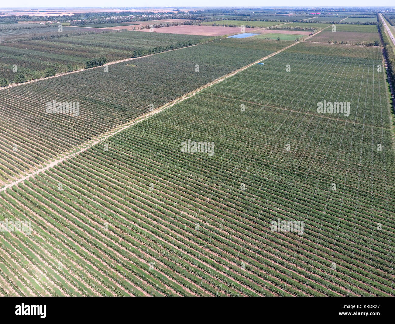Rows of trees in the garden. Aerophotographing, top view Stock Photo ...