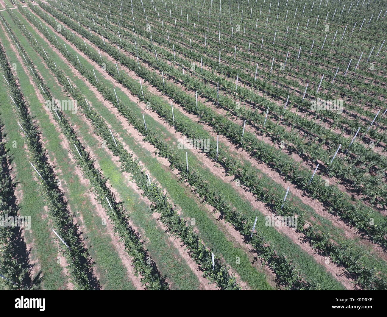 Rows of trees in the garden. Aerophotographing, top view Stock Photo ...