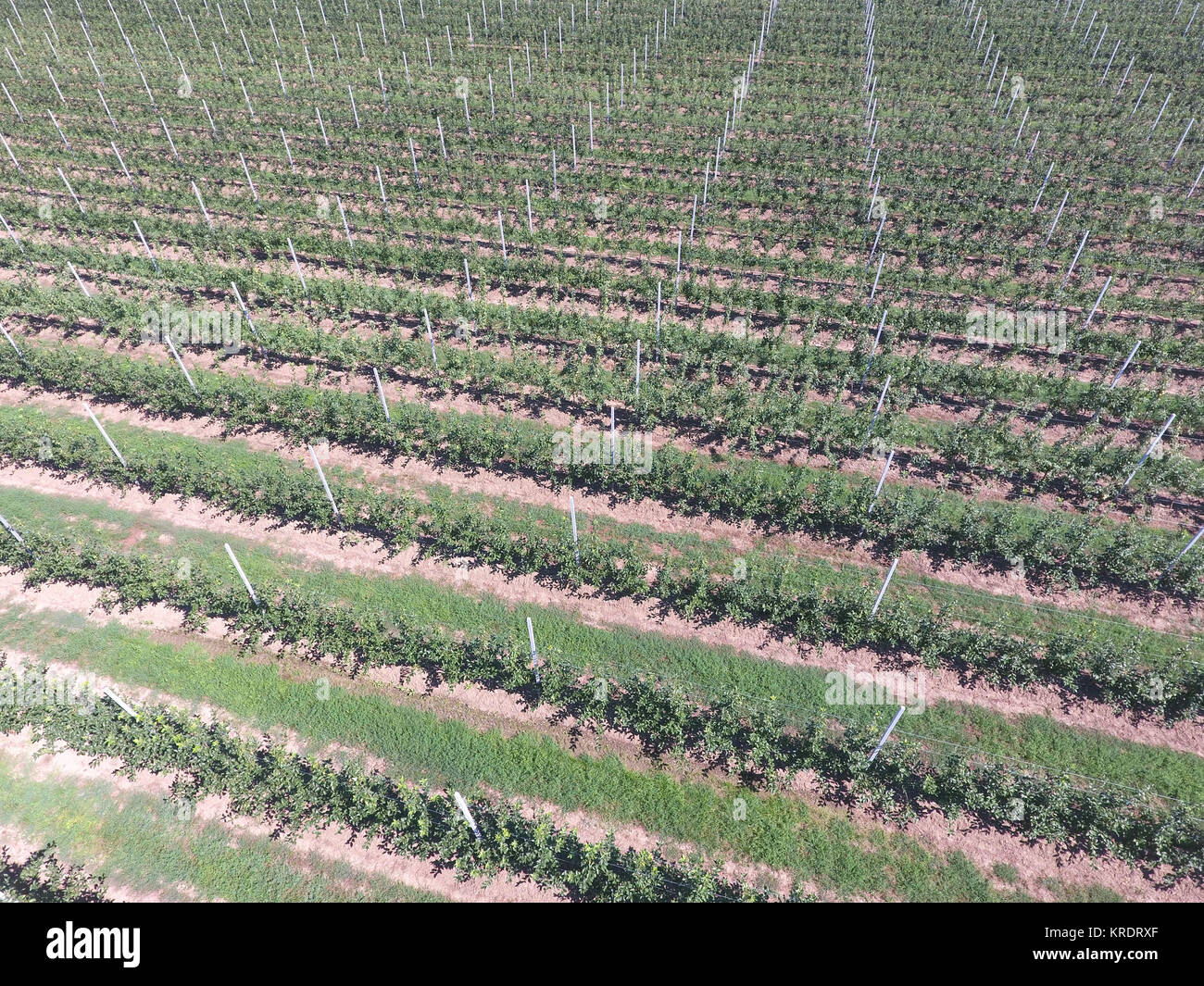 Rows of trees in the garden. Aerophotographing, top view Stock Photo ...