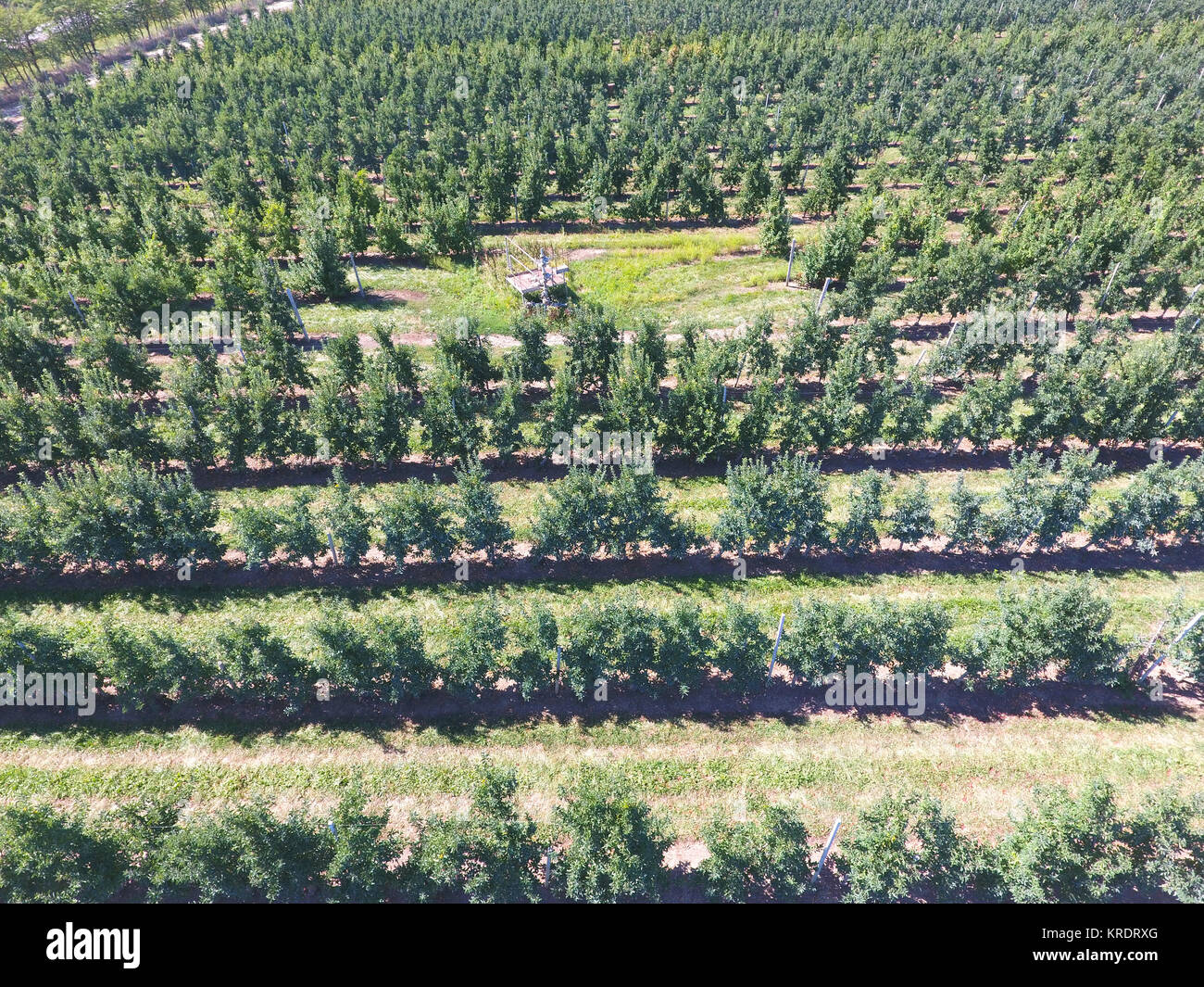 Rows of trees in the garden. Aerophotographing, top view Stock Photo ...