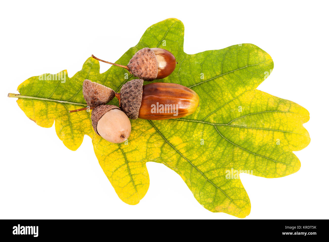 Acorns on oak leaves in autumnal colors, close up Stock Photo - Alamy