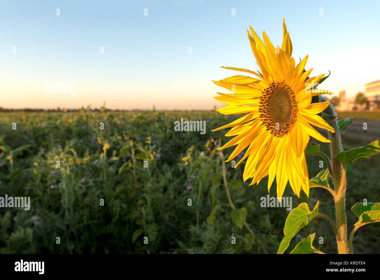 Golden yellow sunflower soaking up the rising morning sun with blue sky ...