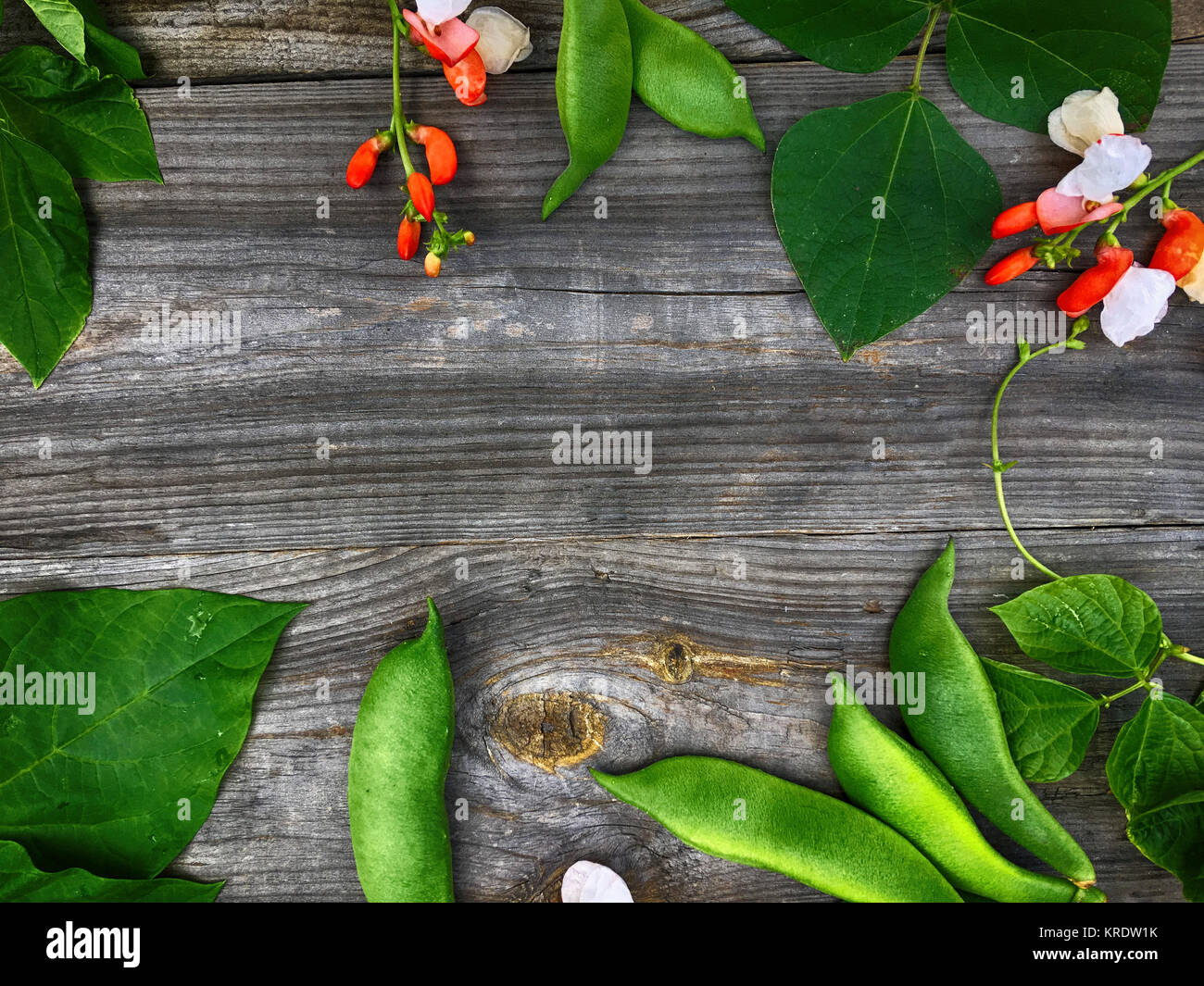 Branch with bean pod, flowers and green leaves Stock Photo - Alamy