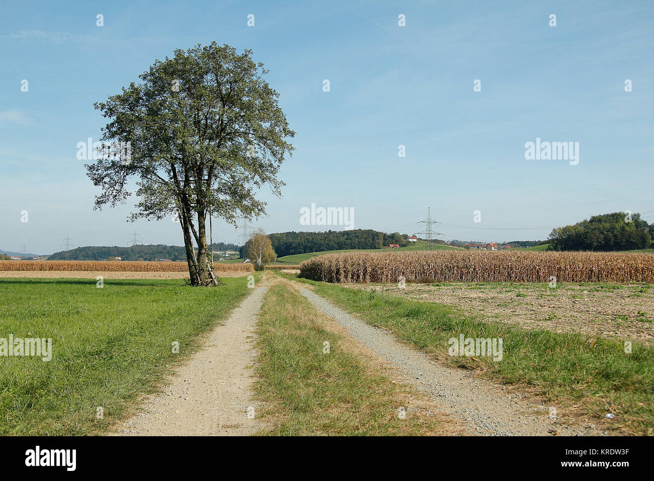 path in landscape with trees Stock Photo - Alamy
