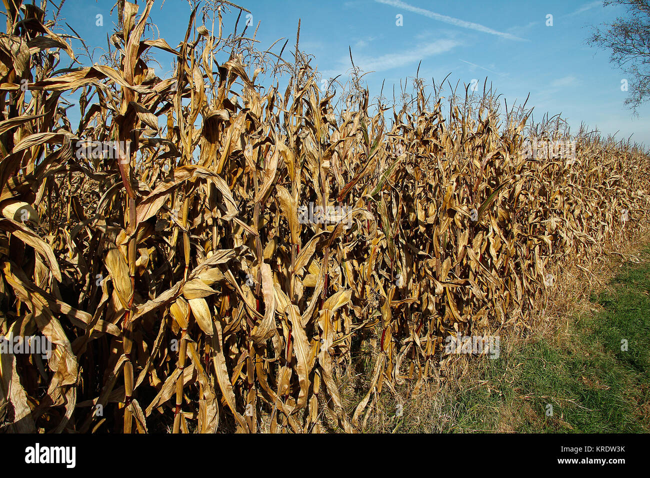 corn field in the bright sunshine Stock Photo - Alamy