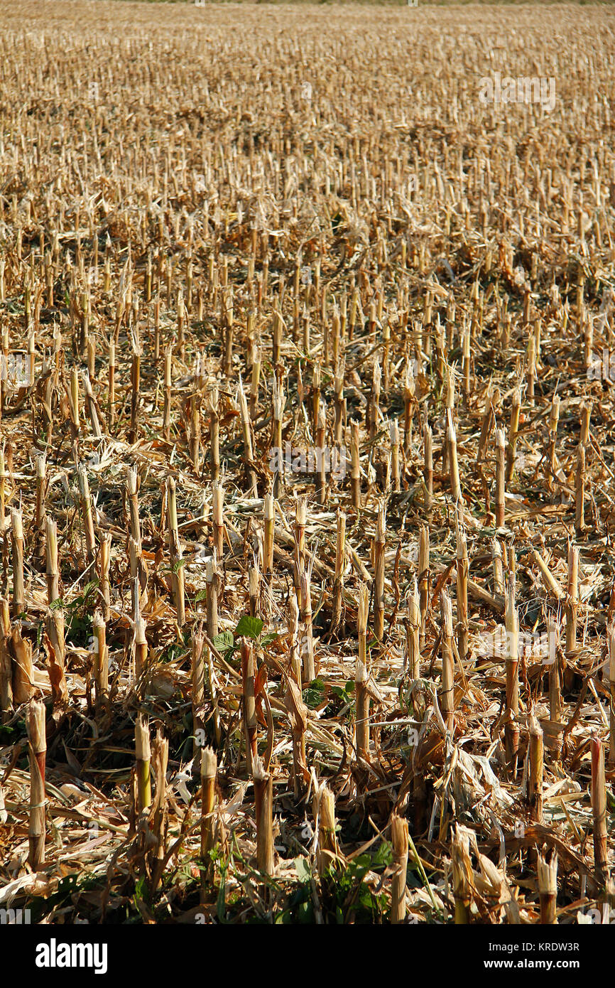 corn field in the bright sunshine Stock Photo - Alamy