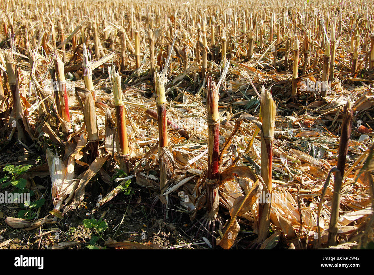 corn field harvested in bright sunshine Stock Photo - Alamy