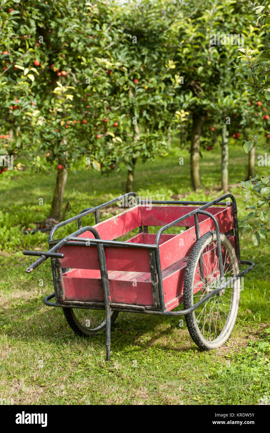 Wooden cart in orchard Stock Photo - Alamy