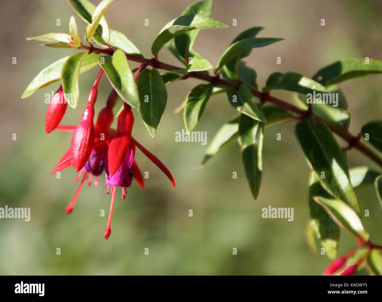 Fuchsie 'bernisser hardy' Stock Photo - Alamy