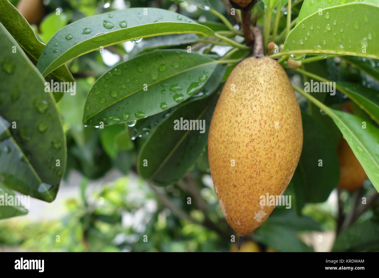 Sapodilla fruit on tree Stock Photo - Alamy