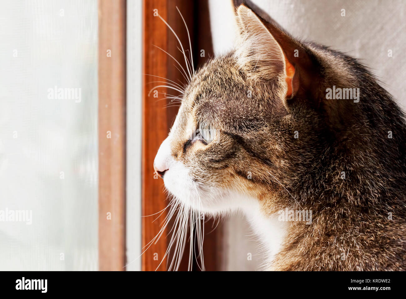 Cat looking outside a window Stock Photo - Alamy