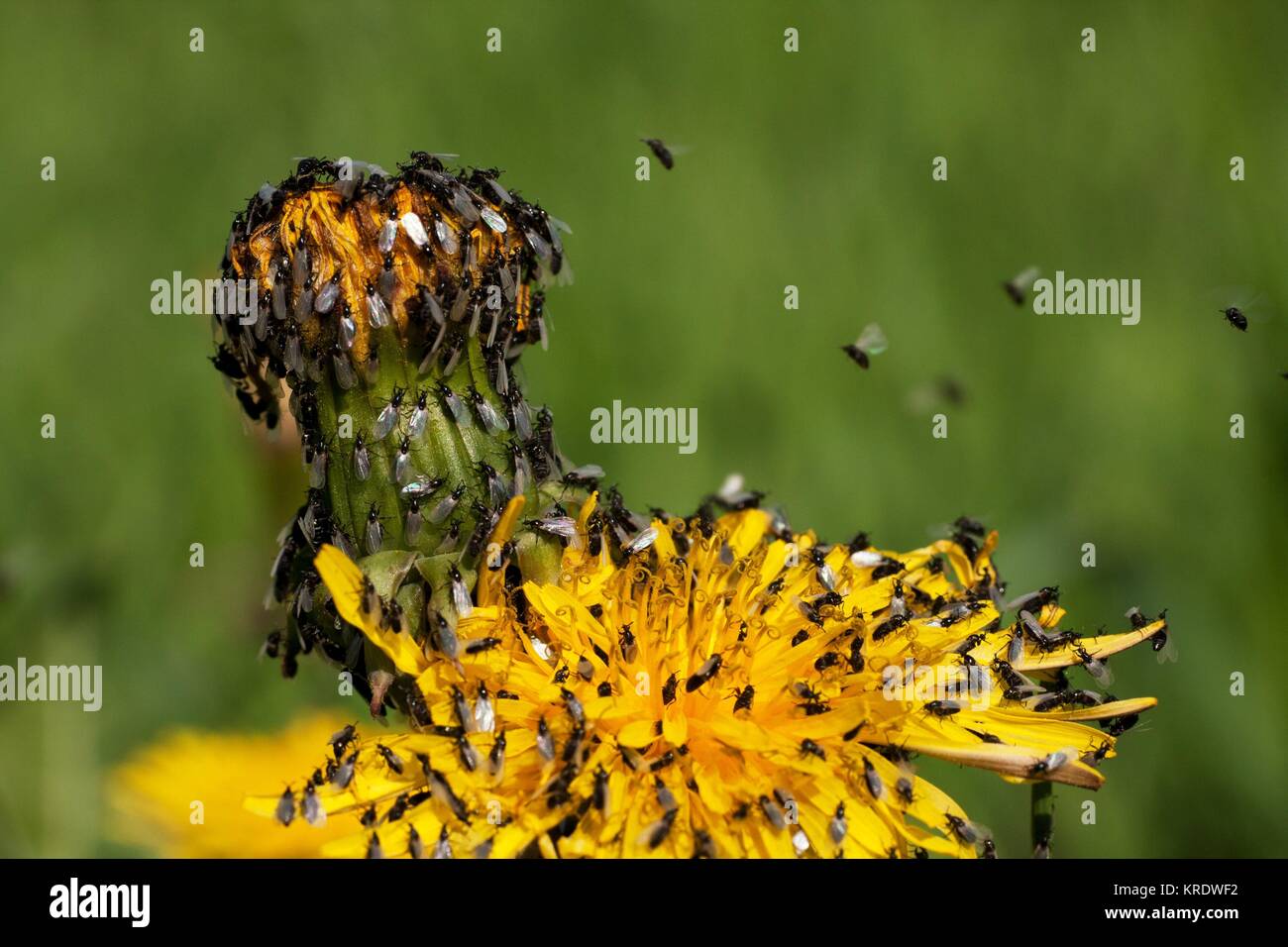 Flies lot hi-res stock photography and images - Alamy