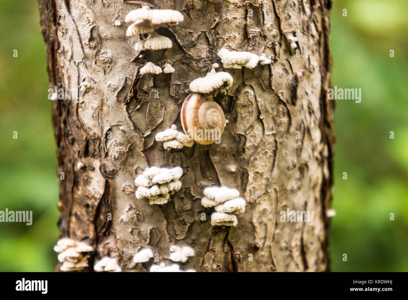 Snail on the tree Stock Photo - Alamy