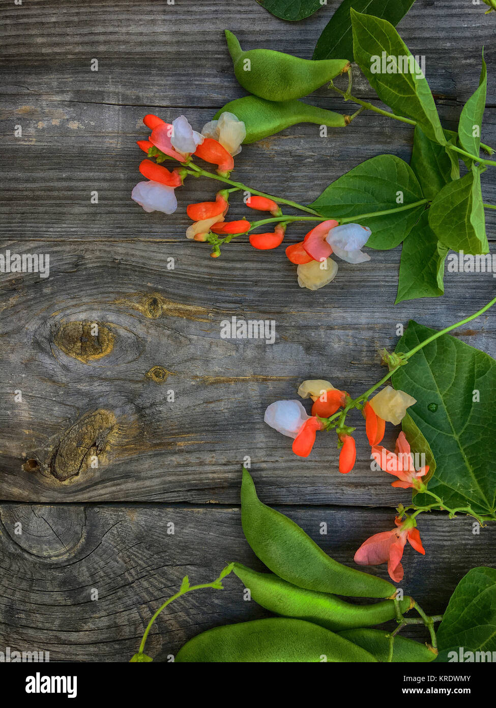 Branch with bean pod, flowers and green leaves Stock Photo - Alamy