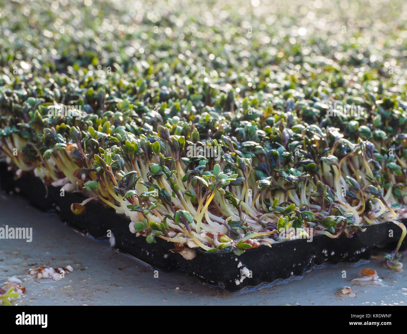 Watercress in a greenhouse, up close Stock Photo - Alamy