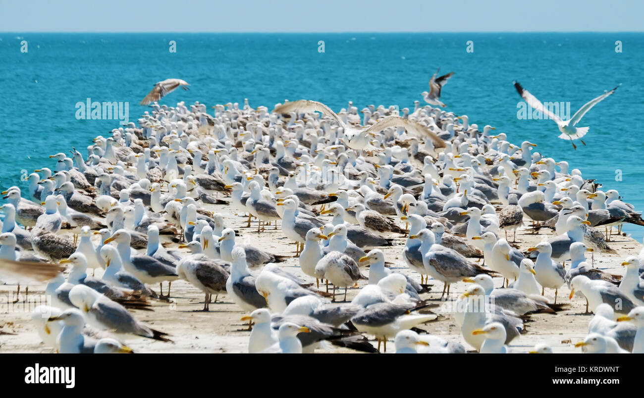 Tne large flock of wild sea gulls on a pier on the background of blue ...