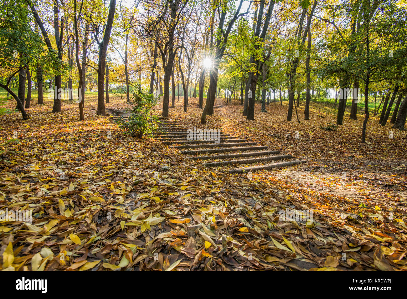 Autumn landscape in a park Stock Photo - Alamy