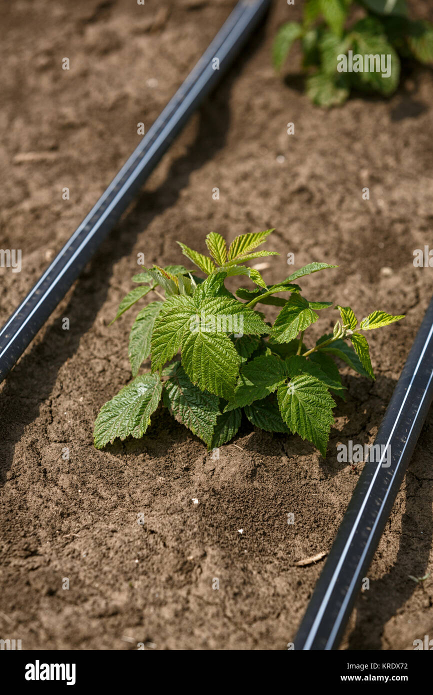 young raspberry plant starting to grow in the spring Stock Photo - Alamy
