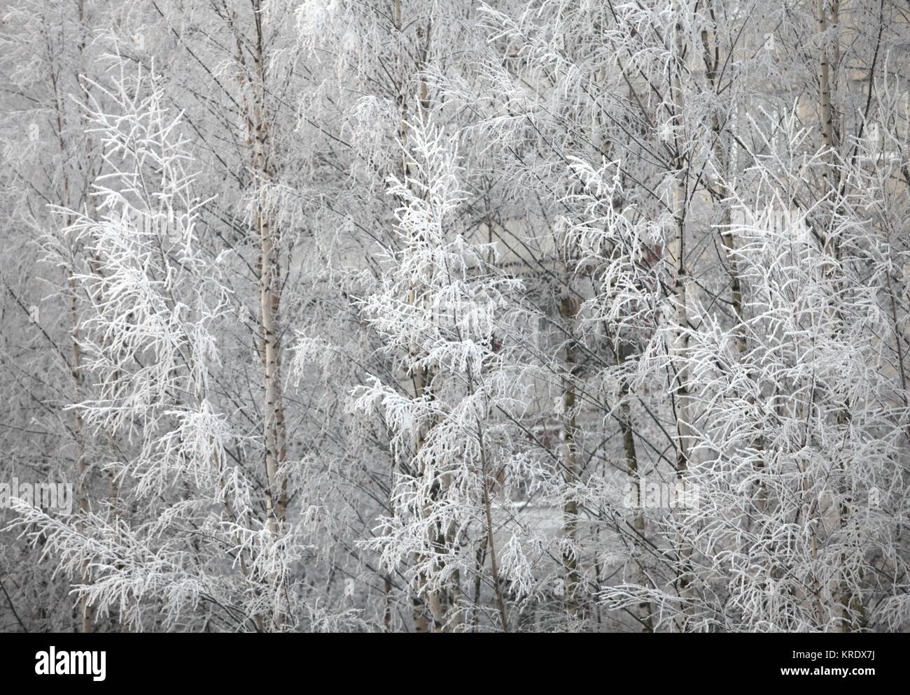 Hoar frost hi-res stock photography and images - Alamy