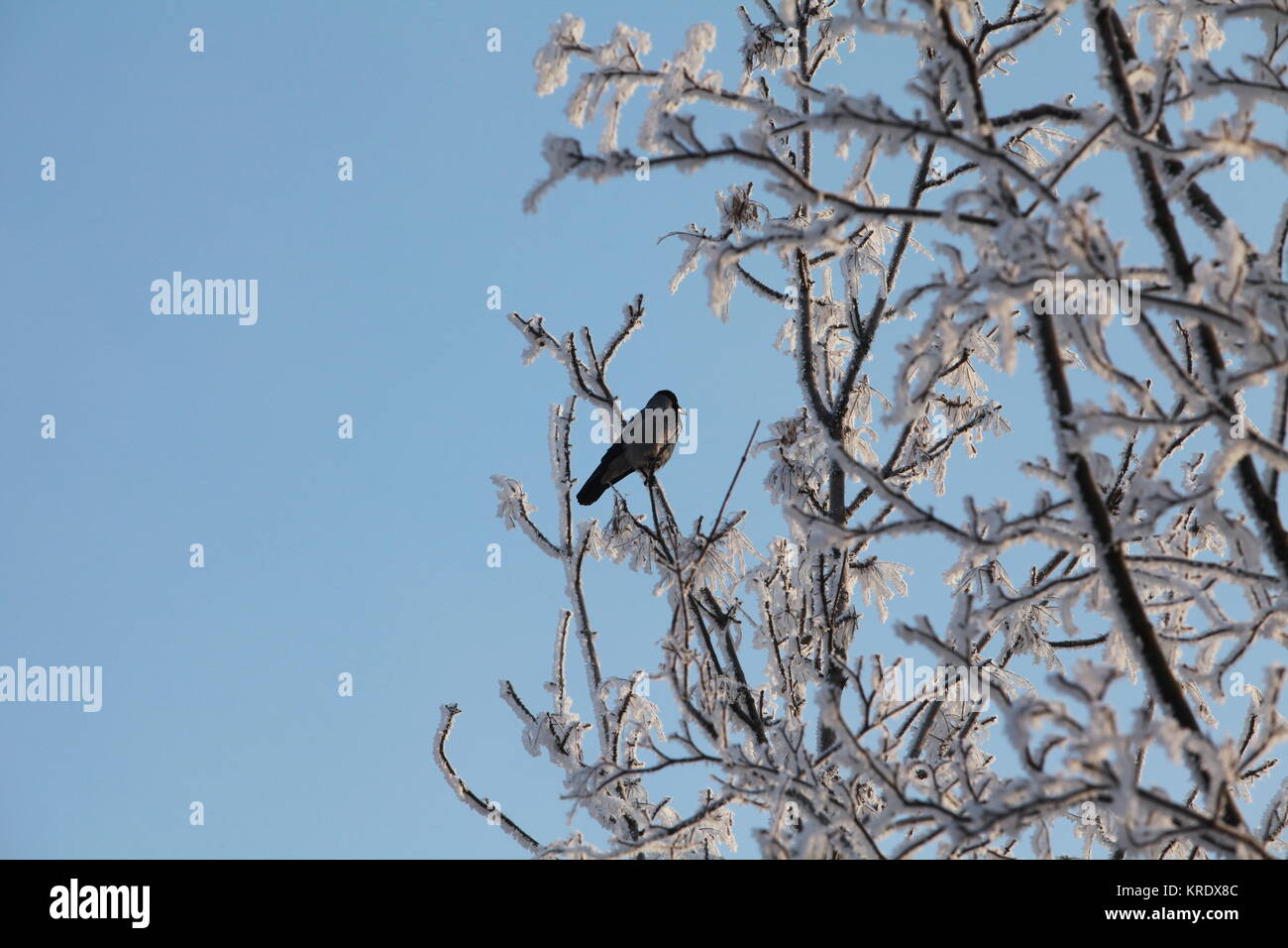 crows in the morning sun Stock Photo - Alamy
