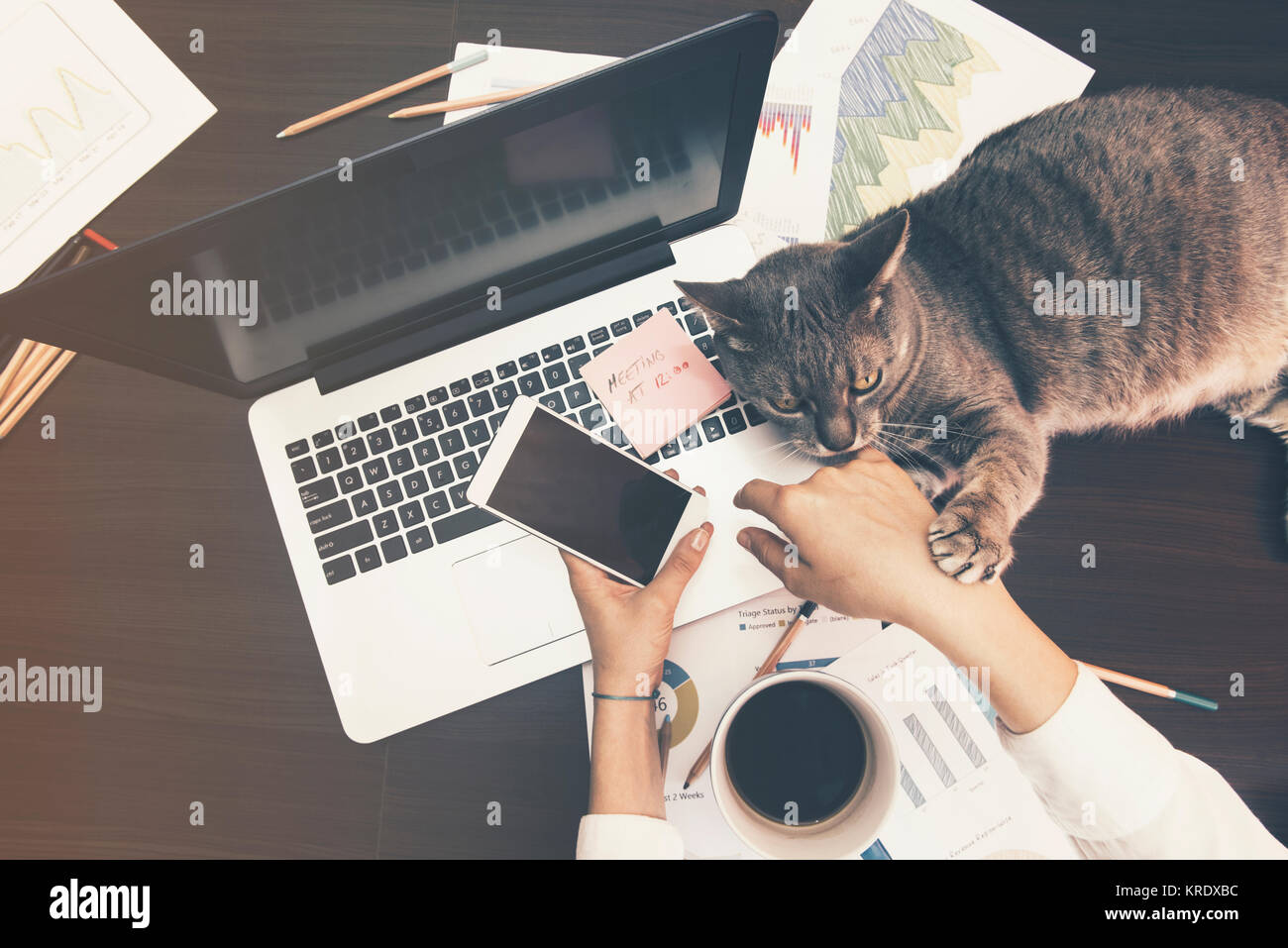 Working concept - girl with her assintant cat at the office Stock Photo ...