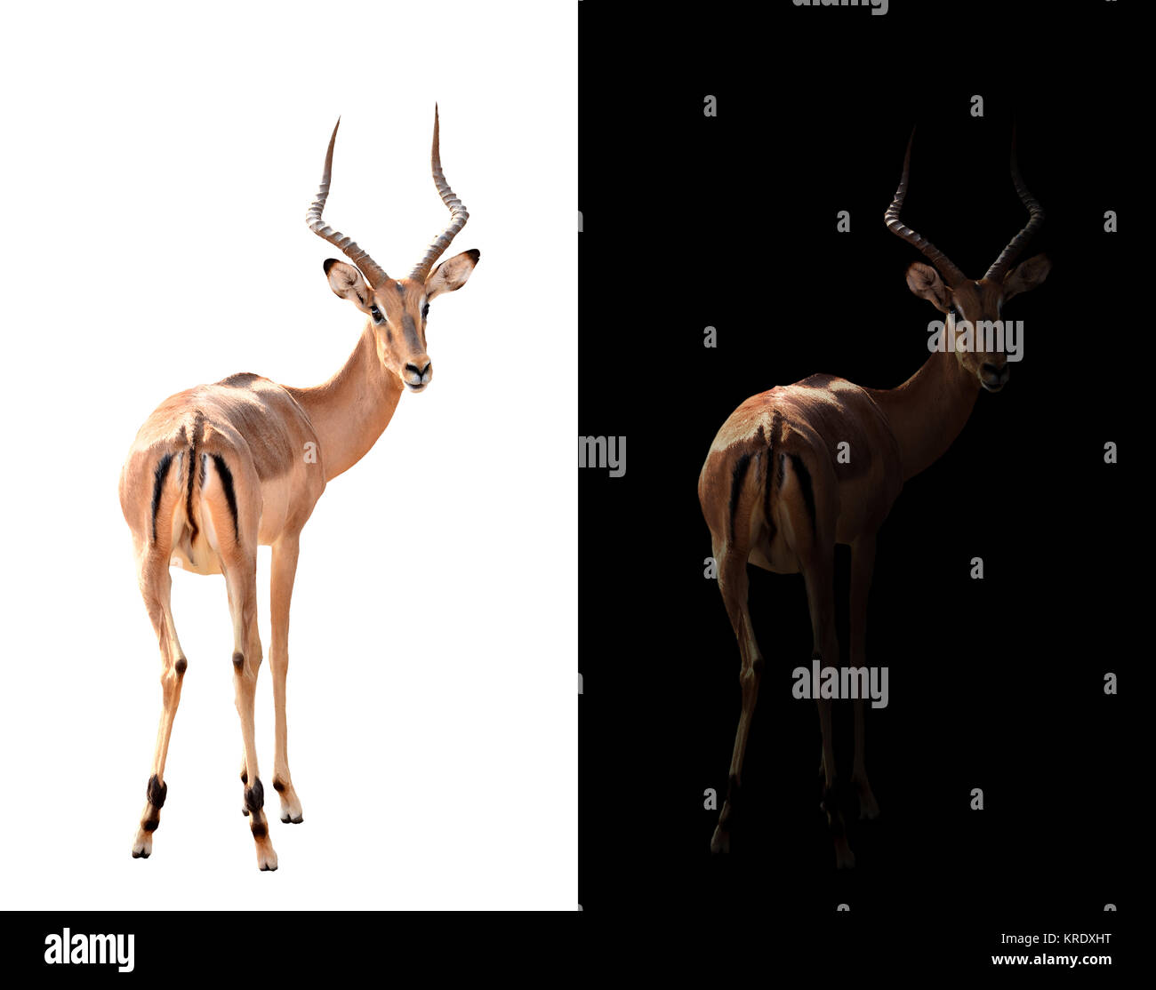 impala in the dark and impala isolated Stock Photo - Alamy
